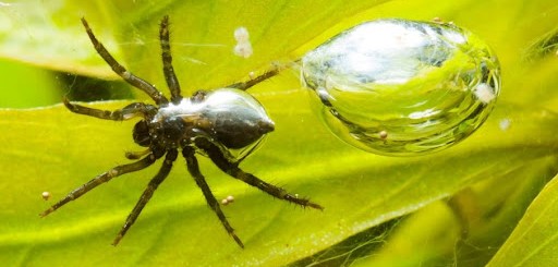 Underwater Web Conceptual Architecture Competition | Cancun | About